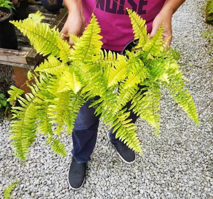 Exotic Fern - Variegated Fern | Lazada