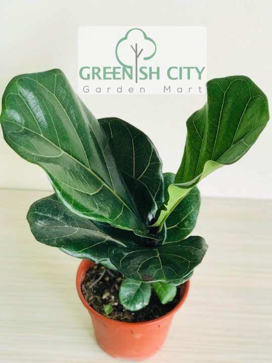 GardenMart4U Ficus Lyrata Fiddle Leaf Fig Live Plant Pokok 琴叶榕 | Lazada