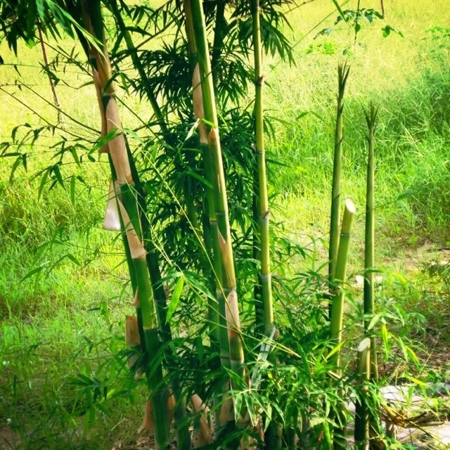 Pokok buluh madu / rebung madu | Lazada