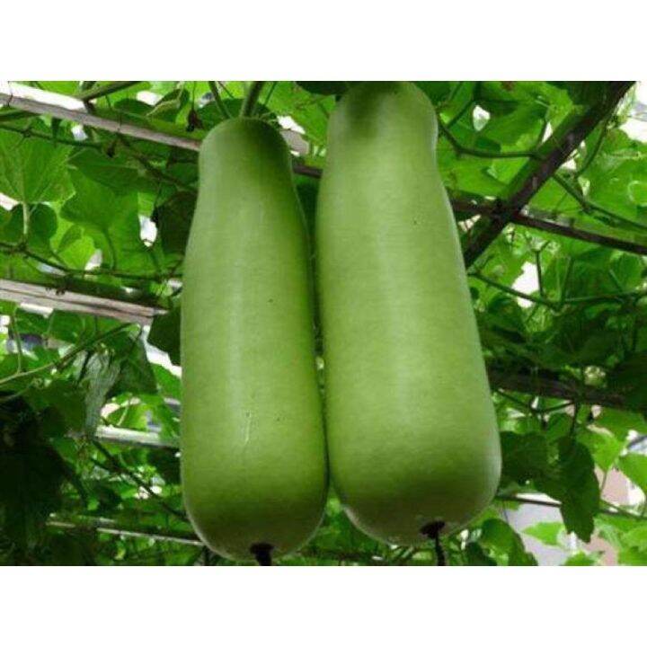 Local Small Gourd Seeds 50 เมล็ด (ไม่ใช่พืช) | Lazada PH