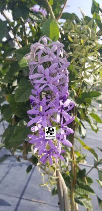 MDC- Sand paper vine purple Sapling / Anak Pokok Bunga sandpaper vine ...