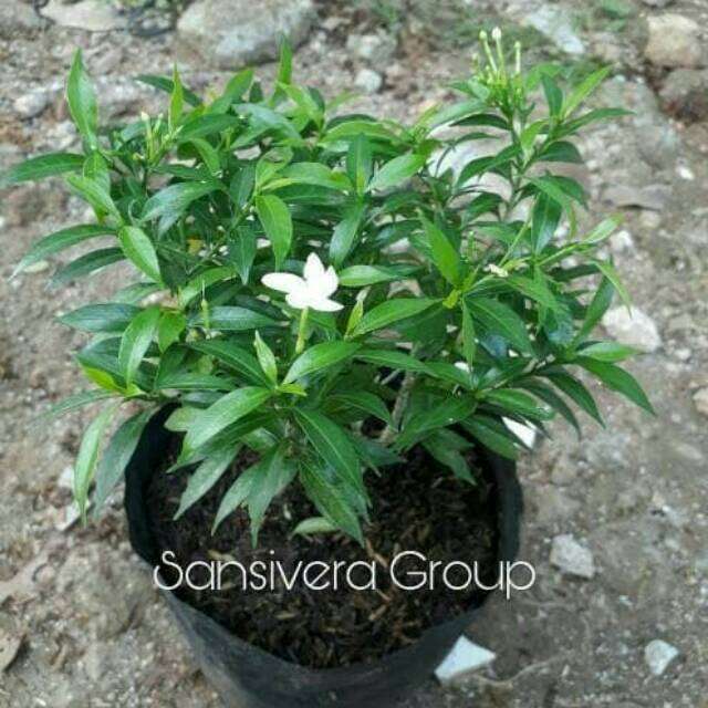 Rembosa Mini | Lazada Indonesia