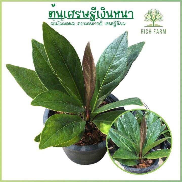 เศรษฐีเงินหนา Anthurium Jenmanii Engl หรือต้นหน้าวัวใบ Anthurium ไม้