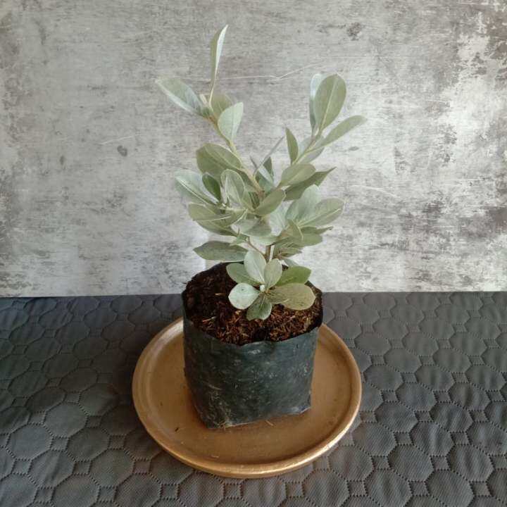 Anikanik Ph - Silver Bottom Live Rooted Plant | Lazada PH