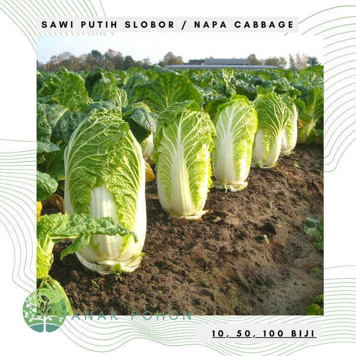 Benih Bibit Biji - Sawi Putih Slobor Napa Cabbage Sawi Kimchi Korea K-pop F1 Hibrida Seeds ...