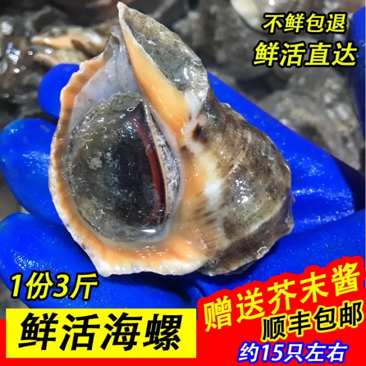Fresh Big Sea Conch Fresh Super Large Shell Whistle Wild Shellfish ...