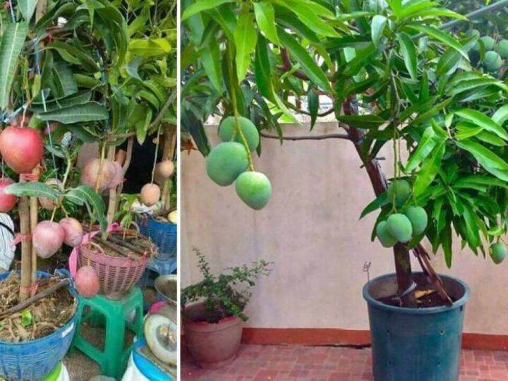 PLATFORM BEST SELLING Pokok Mangga Epal Cepat berbuah Mempelam Apple ...