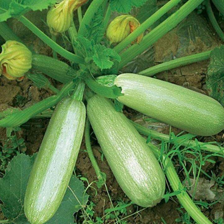 ZUCCHINI VEGETABLE SEEDS(It's a seed, not a plant!) | Lazada PH
