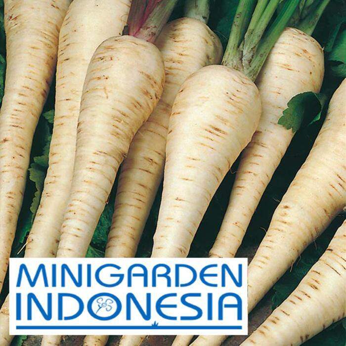 Benih Lobak parsnip Student Heritage ECER 25BIJI F1 FOTHERGILLS bibit ...