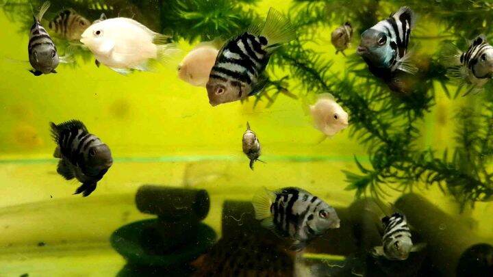 Short Body Mini Parrot /Cichlid Fish 3pcs per pack (Aquarium Live Fish ...