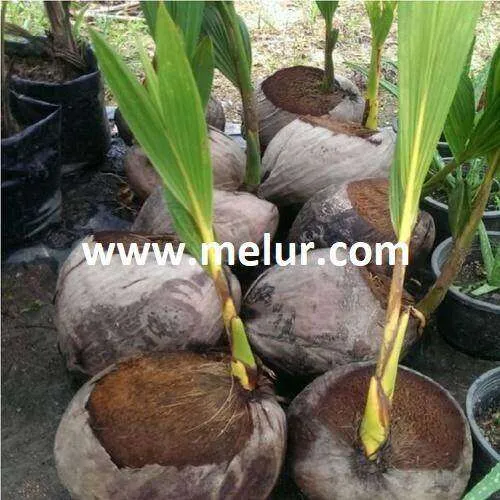 MM- Anak Pokok Kelapa MATAG KUNING F2 / Kelapa Buah Kuning Muda ...