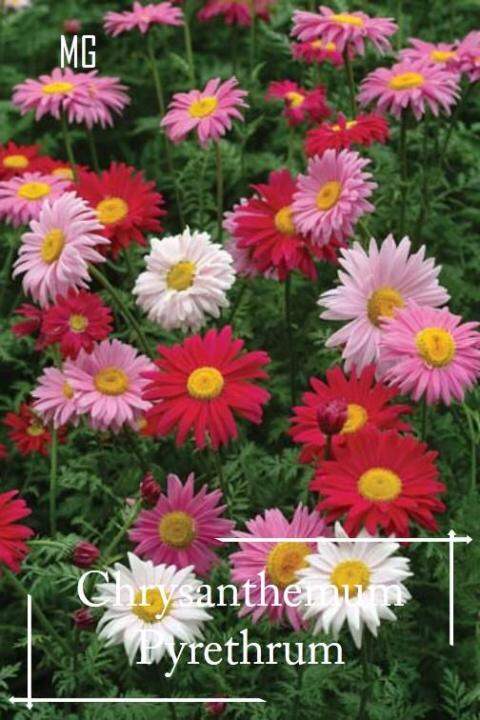 Chrysanthemum Pyrethrum seeds - 120 Seed 除虫菊/驱蚊菊 Tanam Pasu, Halau Nyamuk - Mango Garden | Lazada