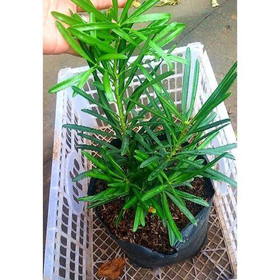 Podocarpus Macrophyllus Maki Live Plant | Lazada PH