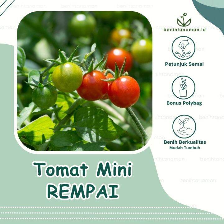 40 Biji - Benih Tomat Rampai Tomat Mini Rempai | Lazada Indonesia