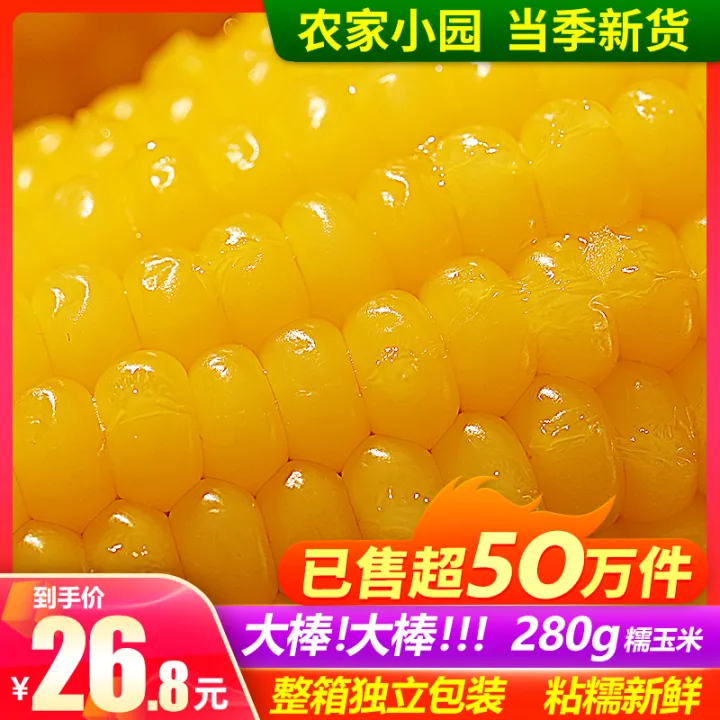 Fresh Corn Waxy Corn Sticky Yellow Glutinous Vacuum10Stick Pack, Fat ...