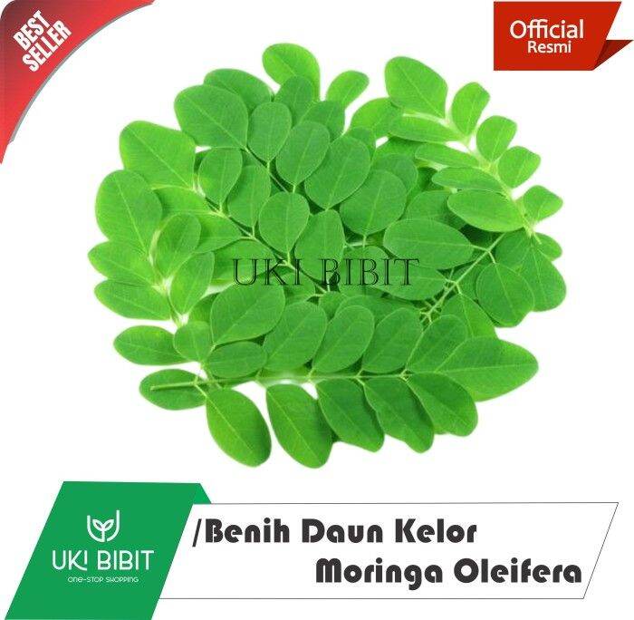 ( 500 Gram ) Benih Daun Kelor Moringa Oleifera | Lazada Indonesia