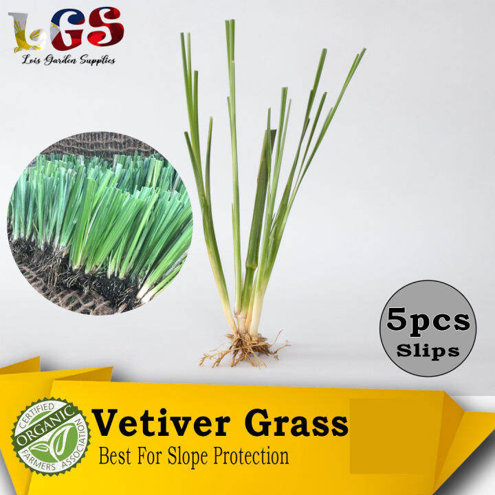 Vetiver Grass 5pcs Slips or Seedling Best For Slope Protection Purposes ...