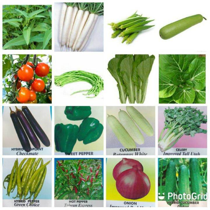 Vegetable seeds repack (Petchay,Eggplant,Mustard,Tomato,Radish,Pepper ...