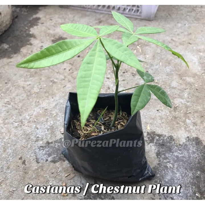 Money Tree (Pachira Aquatica) Castanas/Chestnut Lucky Plant COD ...