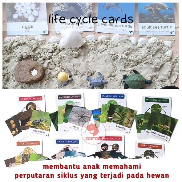 Zoetoys Life Cycle Cards | Flashcards Life Cycle of Animals Ant Bee ...