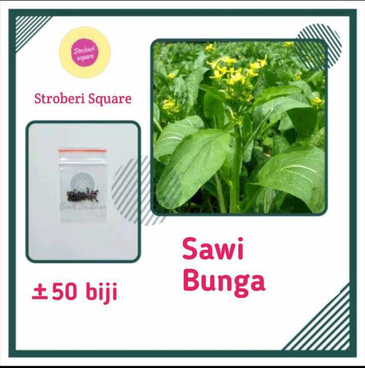 50 Bibit Sawi Bunga Manis F1 Choy Sum Benih Sayuran Sawi Caisim ...