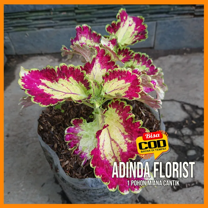 Miana Arjuna | Tanaman Hias Miana Premium | Bunga Miana Sultan Cantik ...