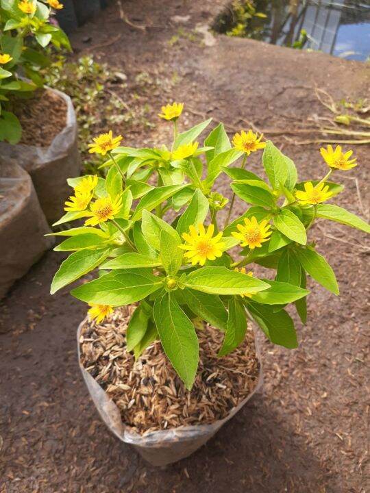 COD Bunga kolget matahari mini tanaman hias outdoor berbunga cantik ...