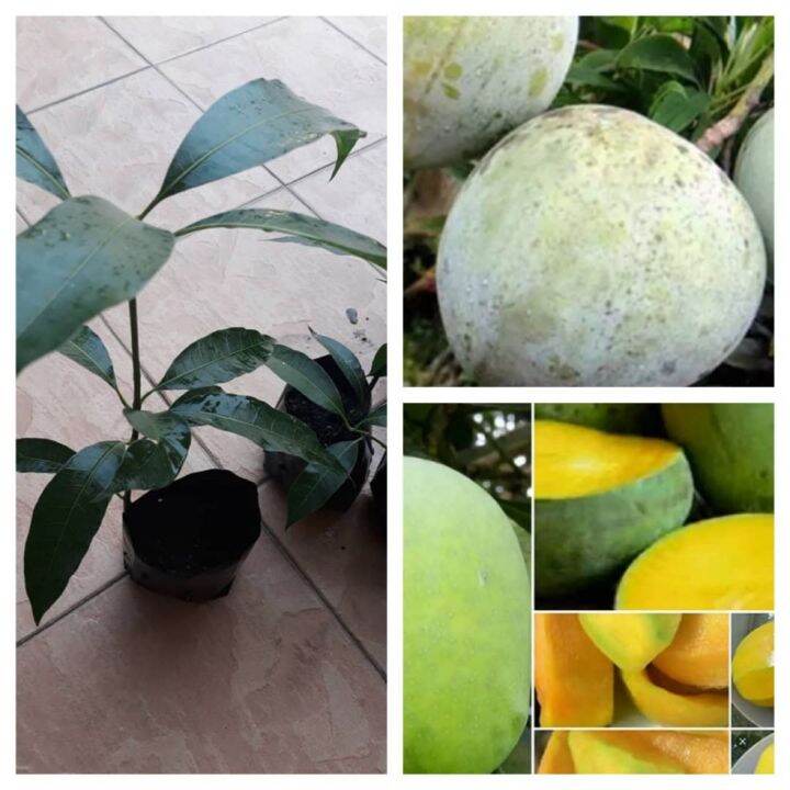 Anak Pokok Mangga Bulat ready stock | Lazada