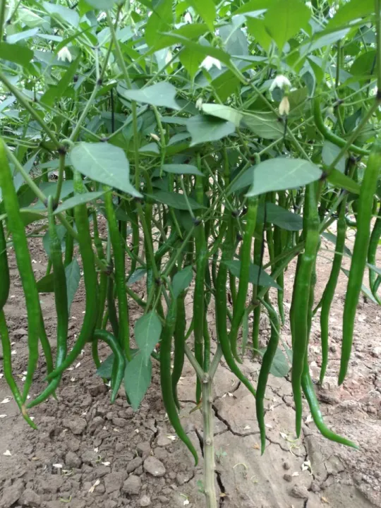 30 เมล็ด พริกยาววิค F1 (ผลยาวประมาณ 28 ซม. เริ่มแรกมีสีเขียวและเปลี่ยน ...