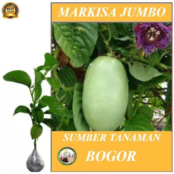 BIBIT POHON TANAMAN BUAH MARKISA JUMBO ERBIS | Lazada Indonesia