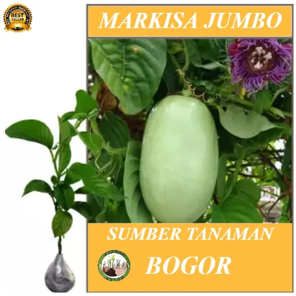 BIBIT POHON TANAMAN BUAH MARKISA JUMBO ERBIS | Lazada Indonesia