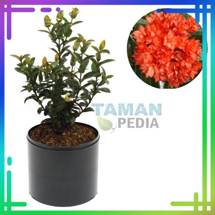 Tanaman Hias Soka India Merah/ Bunga Asoka India/ Bibit Ashoka India ...