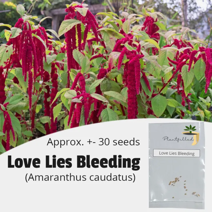 [Plantfilled] Love Lies Bleeding Foxtail Amaranth Flower Garden ...