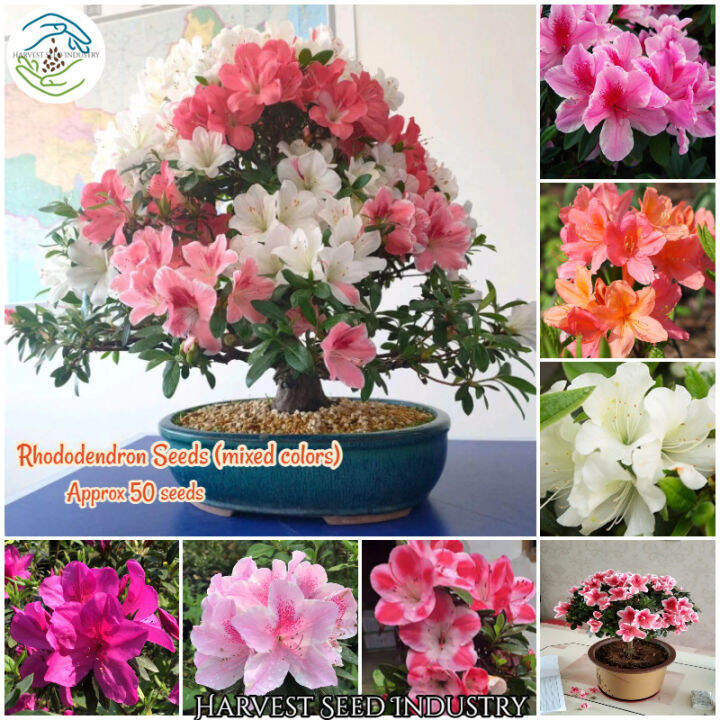 Singapore Ready Stock Mixed Color Rhododendron Seeds Azalea Plant Seed ...