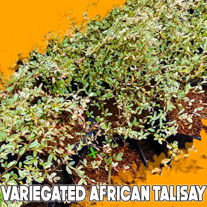 Variegated African Talisay(SMALL). Many plants will drop their leaves ...