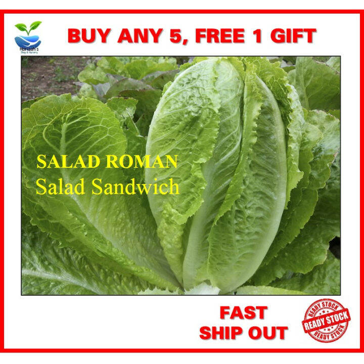50-100 biji benih SALAD ROMAN (salad sandwich) Romaine Lettuce | Lazada