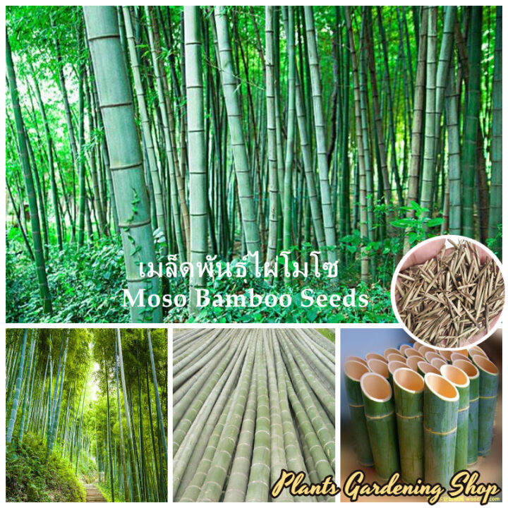 50pcs Moso Bamboo Seeds Phyllostachys Seeds Air Purifying Trees ...