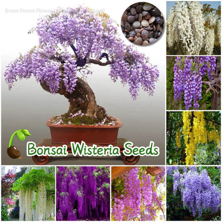 Wisteria Tree Seeds