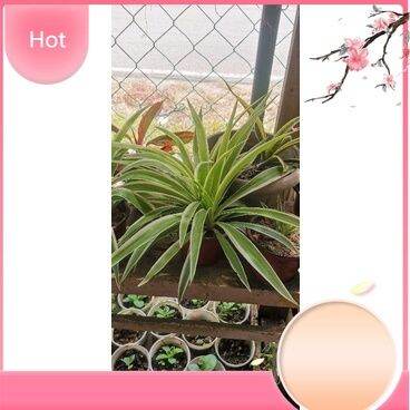 Spider Plants Chlorophytum Comosum Air Purifying Plant Indoor Plants ...