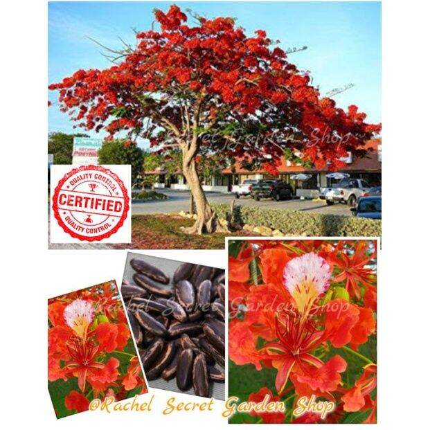 ORIGINAL RSGS Fire tree / flame tree / Delonix Regia Tree Seed belt for ...