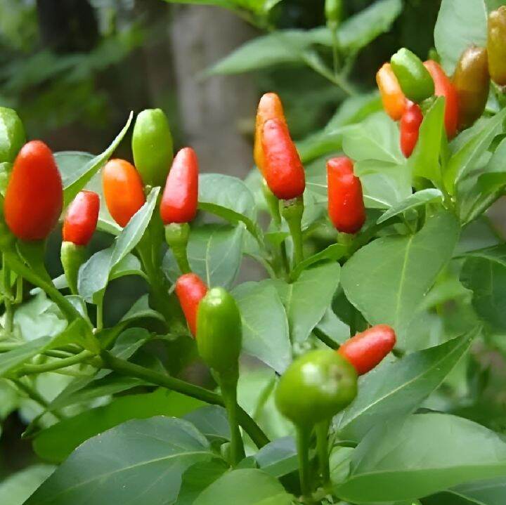 BIRDS EYE (LABUYO) NATIVE CHILI SEEDS | Lazada PH