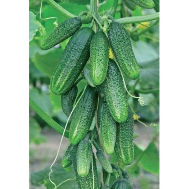 buy one get one free，50 seeds (not plants)eeds TIMUN BELANDA ,DUTCH ...