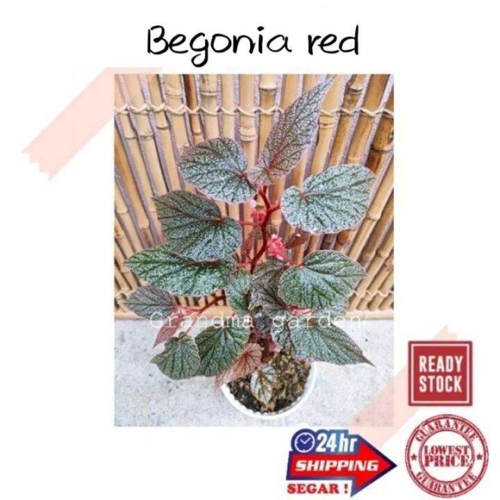 (GG real plant) begonia red ^ pokok hidup hiasan rumah dalaman live ...