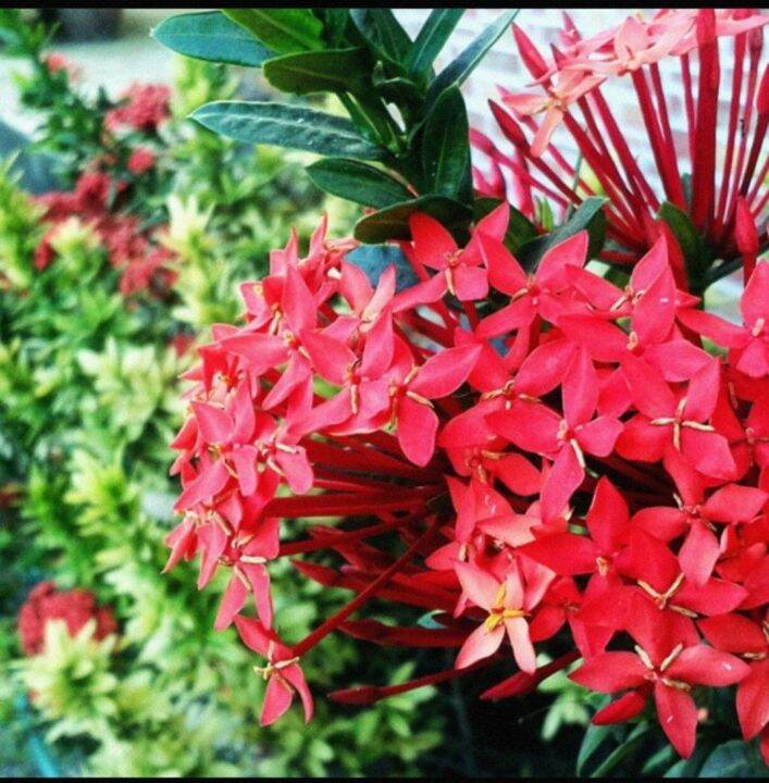 Santan Plant with Flower and FREE white plastic pot, pebbles and garden ...