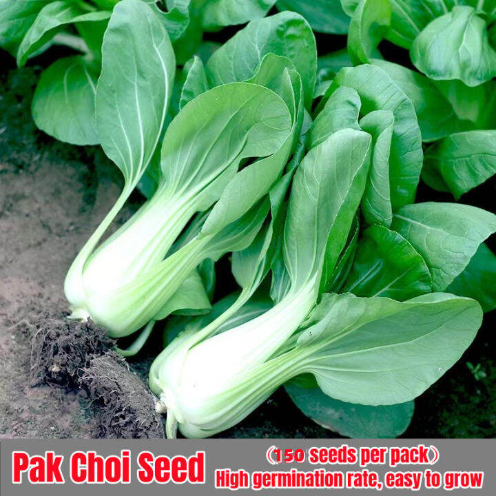 [Easy To Grow In The Philippines] 150pcs Delicious Pak Choi Seeds for ...