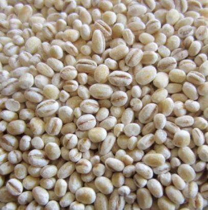 Biji Barli / Barley / Barli | Lazada