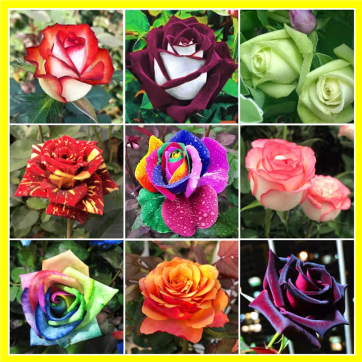 Benih Bunga Rose Jepun - 玫瑰种子 Mixed 6 Seeds Rose Flower Seeds Japanese ...