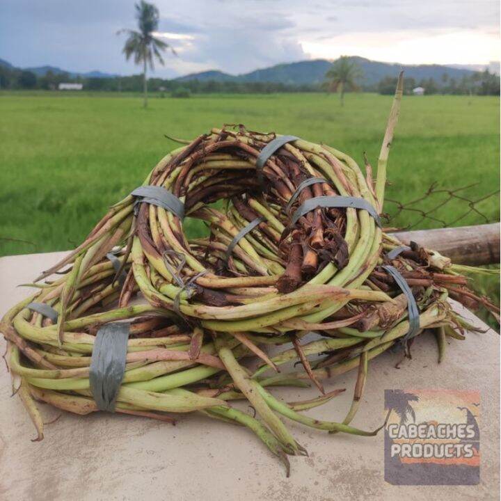 Takway/Daludal/Ugat ng Gabi from Capiz | Lazada PH