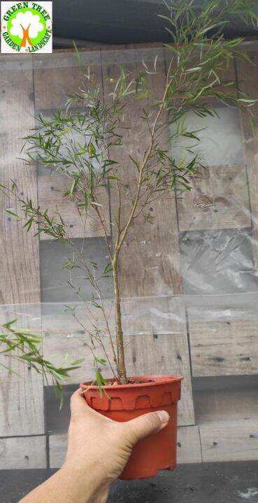 Bonsai - Anak Pokok Janda Merana / Weeping Willow / Salix Babylonica ...