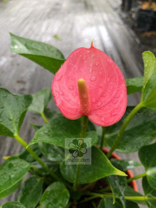 MM- Anthurium (Pink) / Pokok Bunga Anthurium Merah Jambu | Lazada